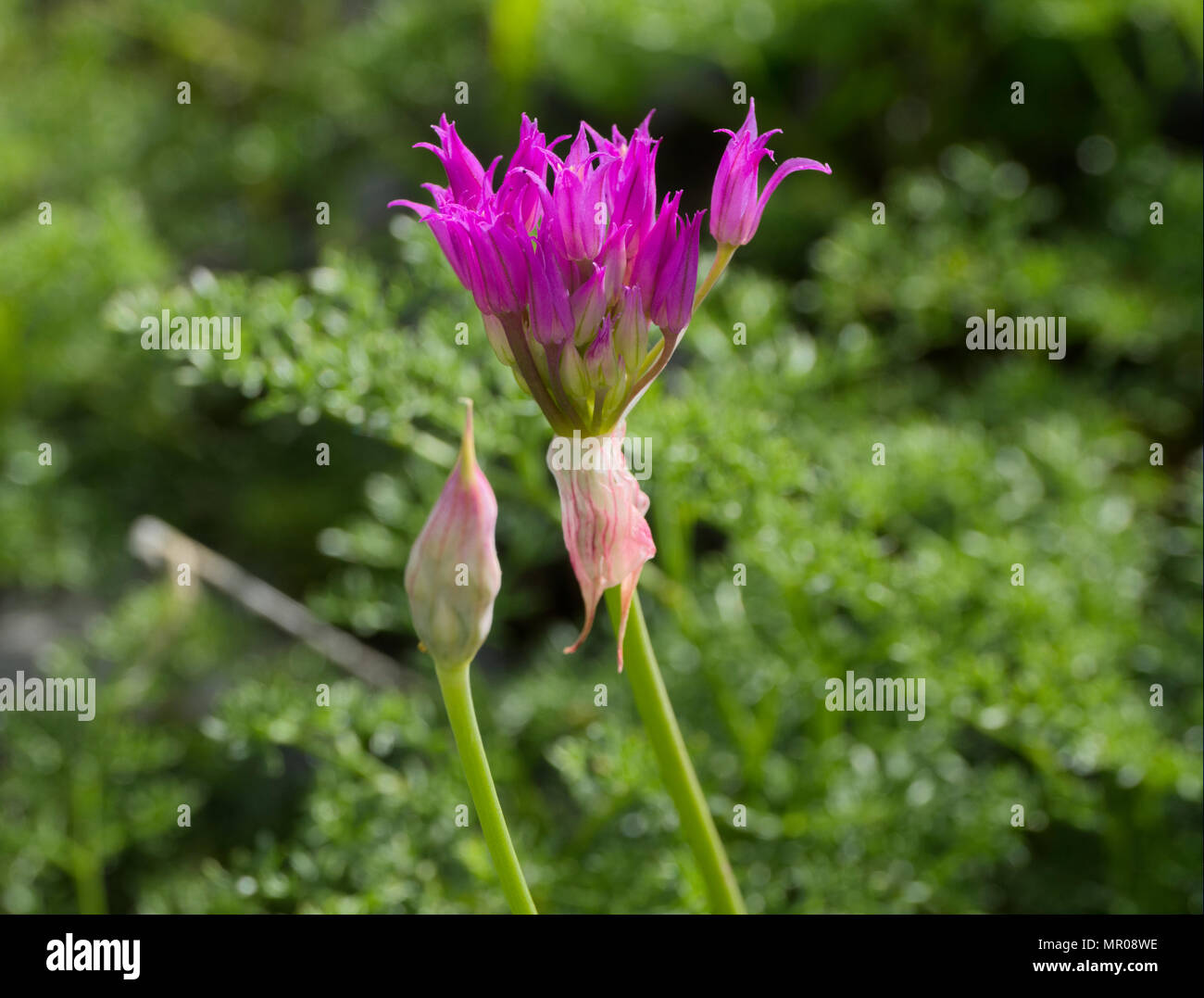 Allium acuminatum hi-res stock photography and images - Alamy