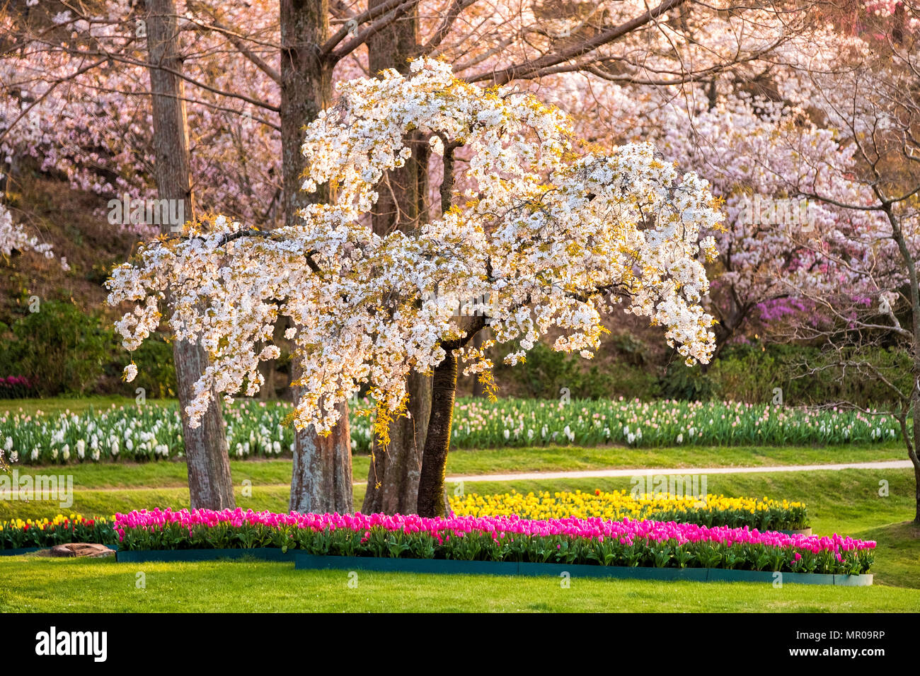 Cherry blossom with the garden in Japan Stock Photo - Alamy