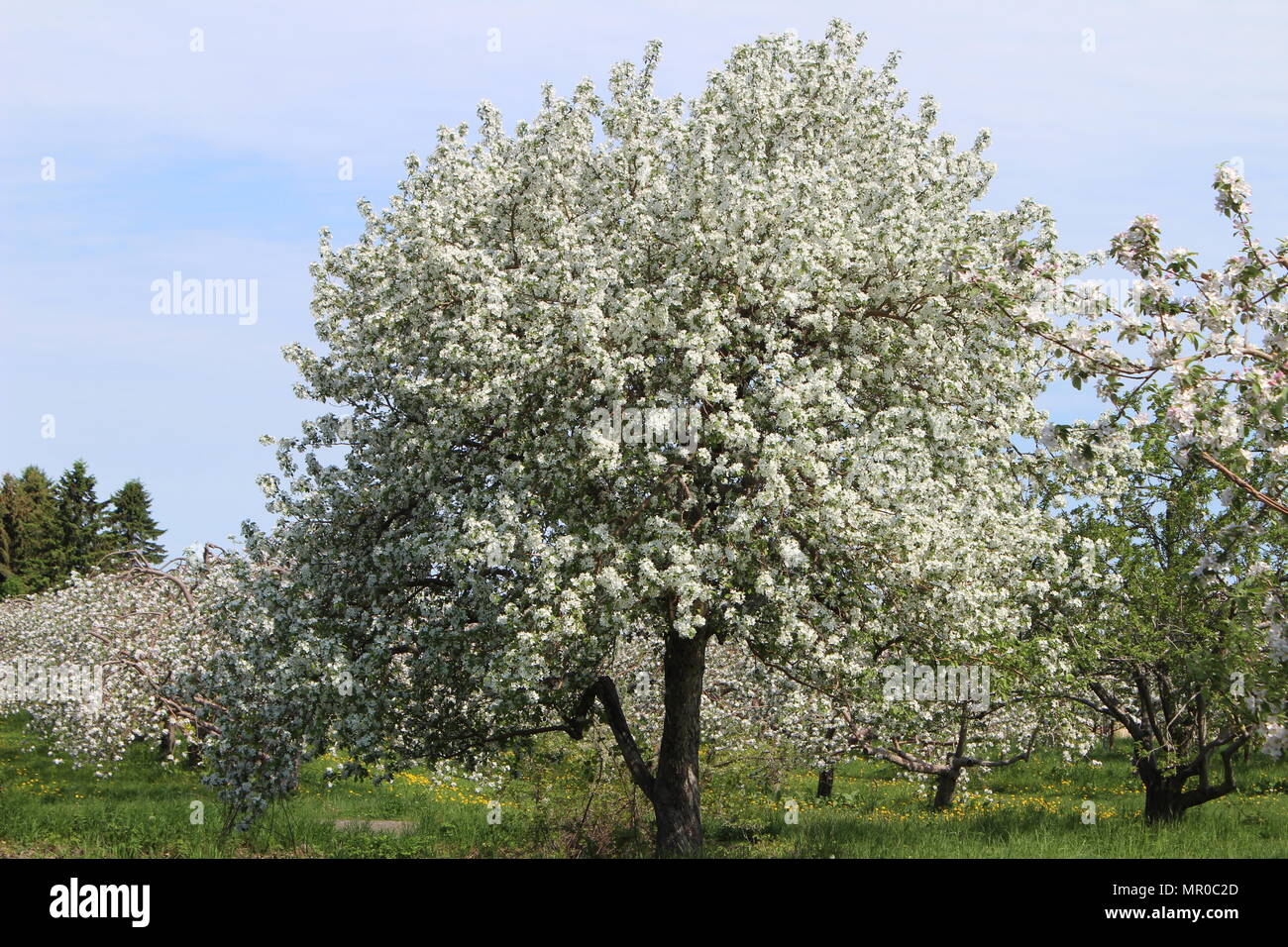 Apple tree in full bloom Stock Photo - Alamy