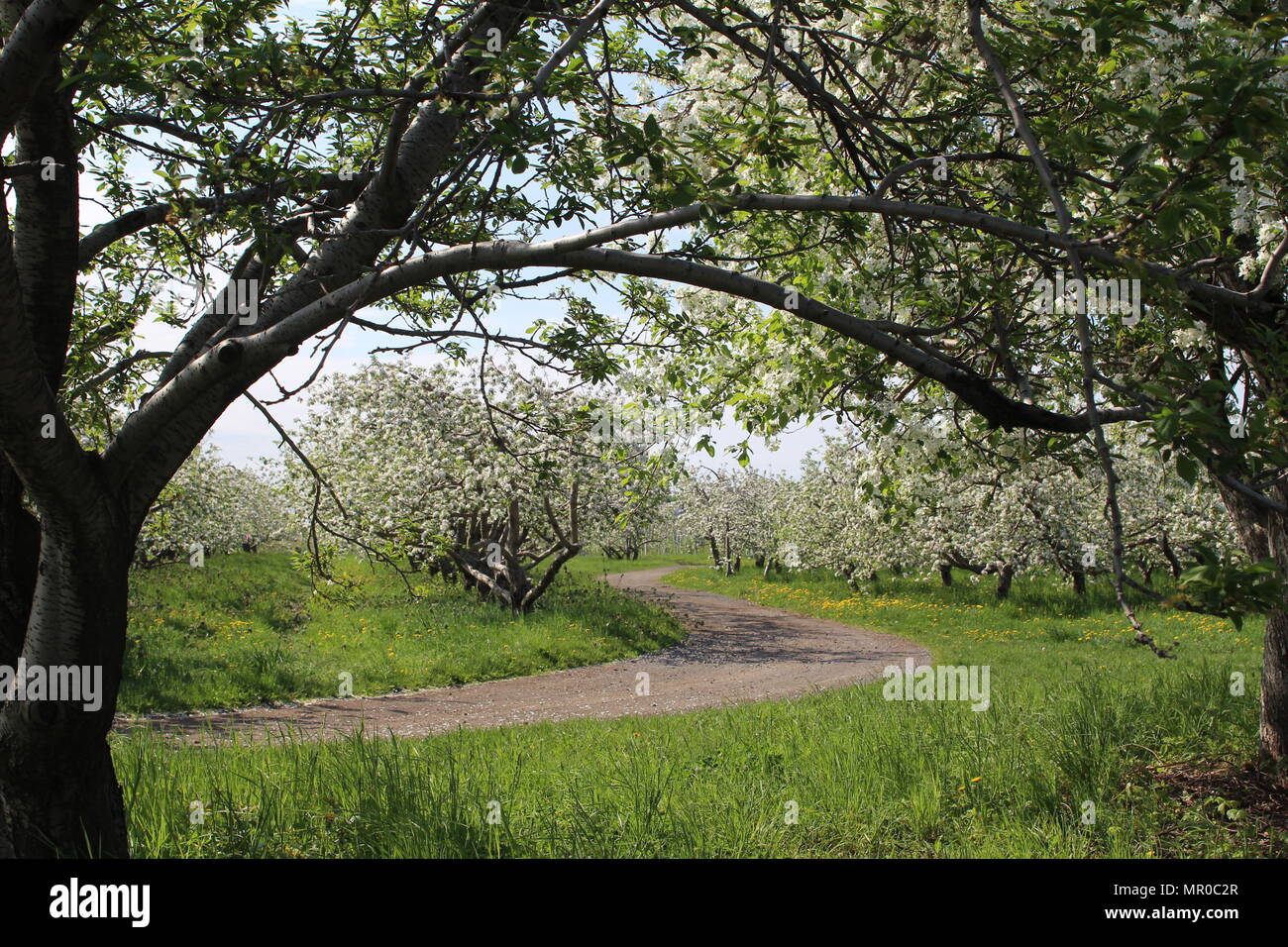 Apple tree in full bloom Stock Photo - Alamy