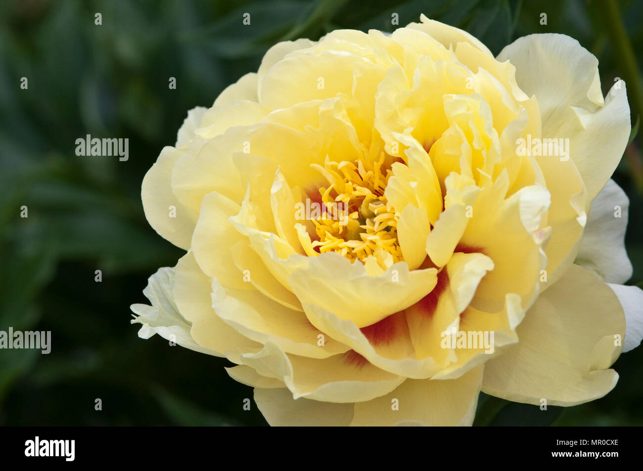 Peony bartzella hi-res stock photography and images - Alamy