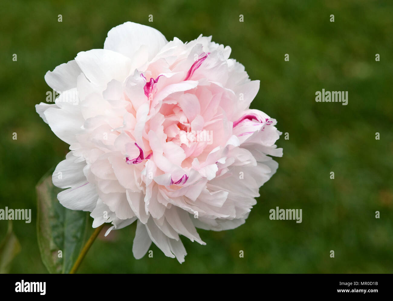 Peony double pink paeonia lactiflora hi-res stock photography and ...