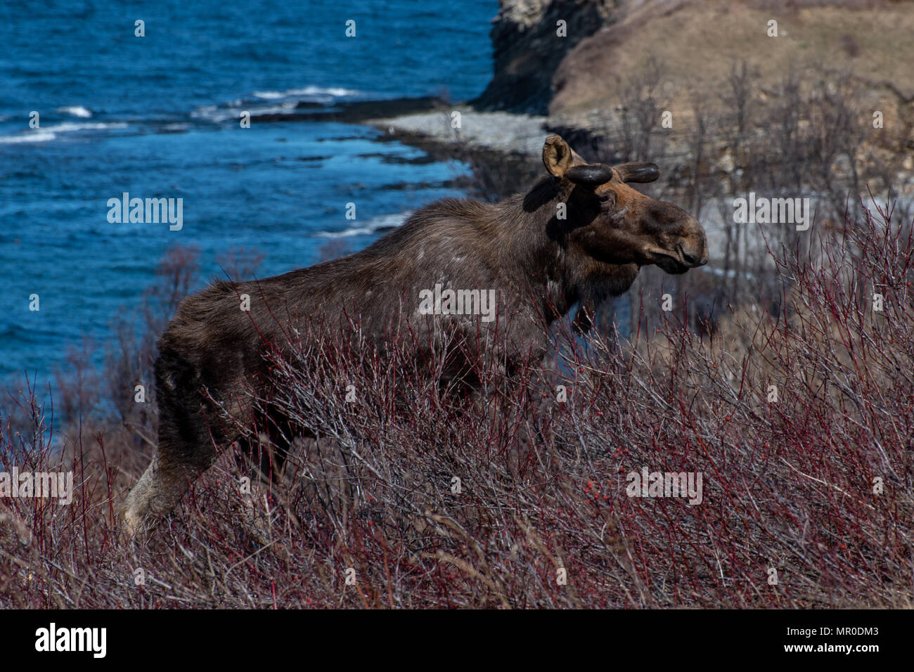 Scruffy looking bull moose surviving a harsh Canadian winter Stock ...