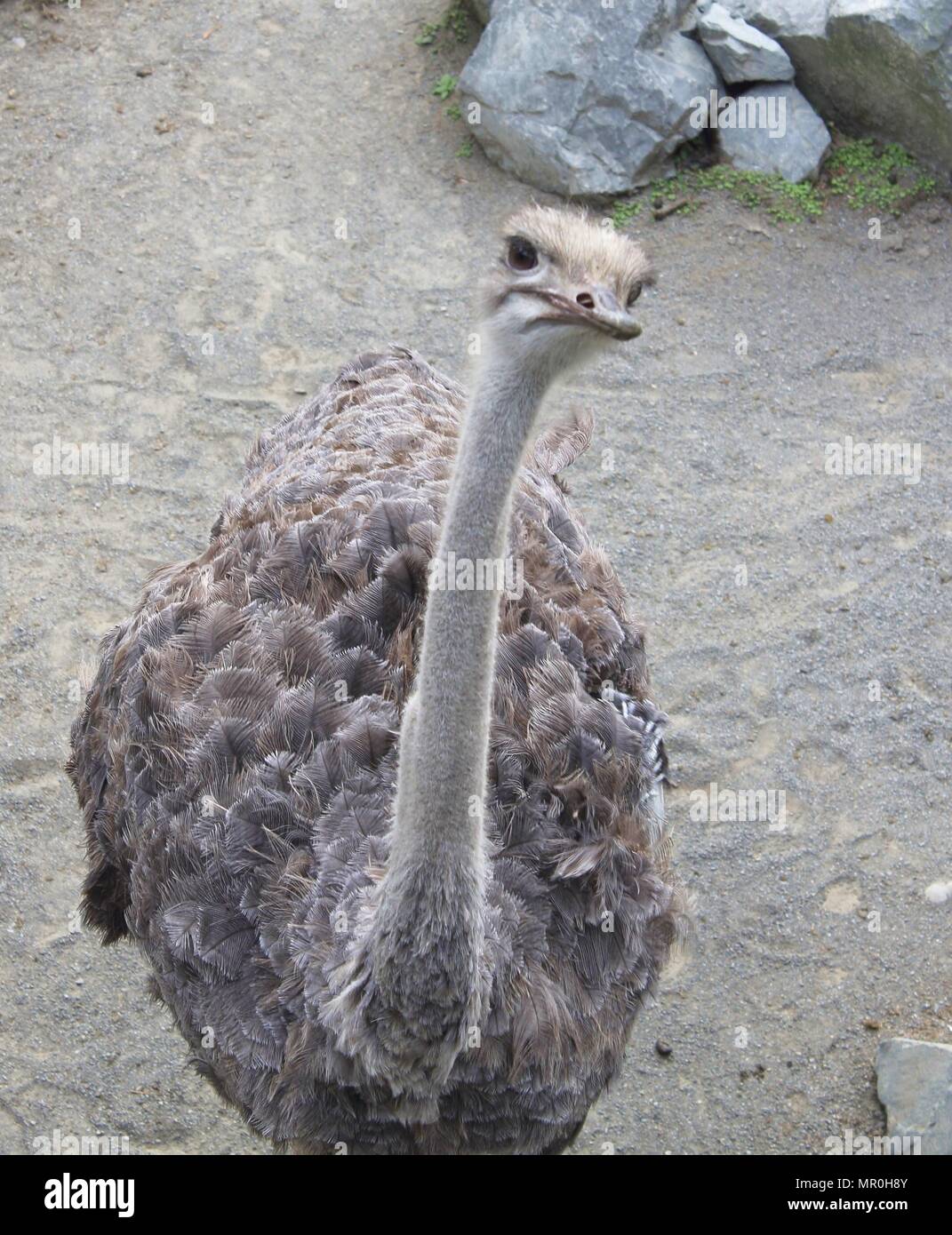Image of an ostrich hi-res stock photography and images - Alamy