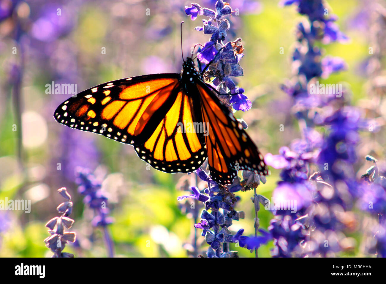 Monarch Butterfly feeding on Lavender Flowers Stock Photo - Alamy