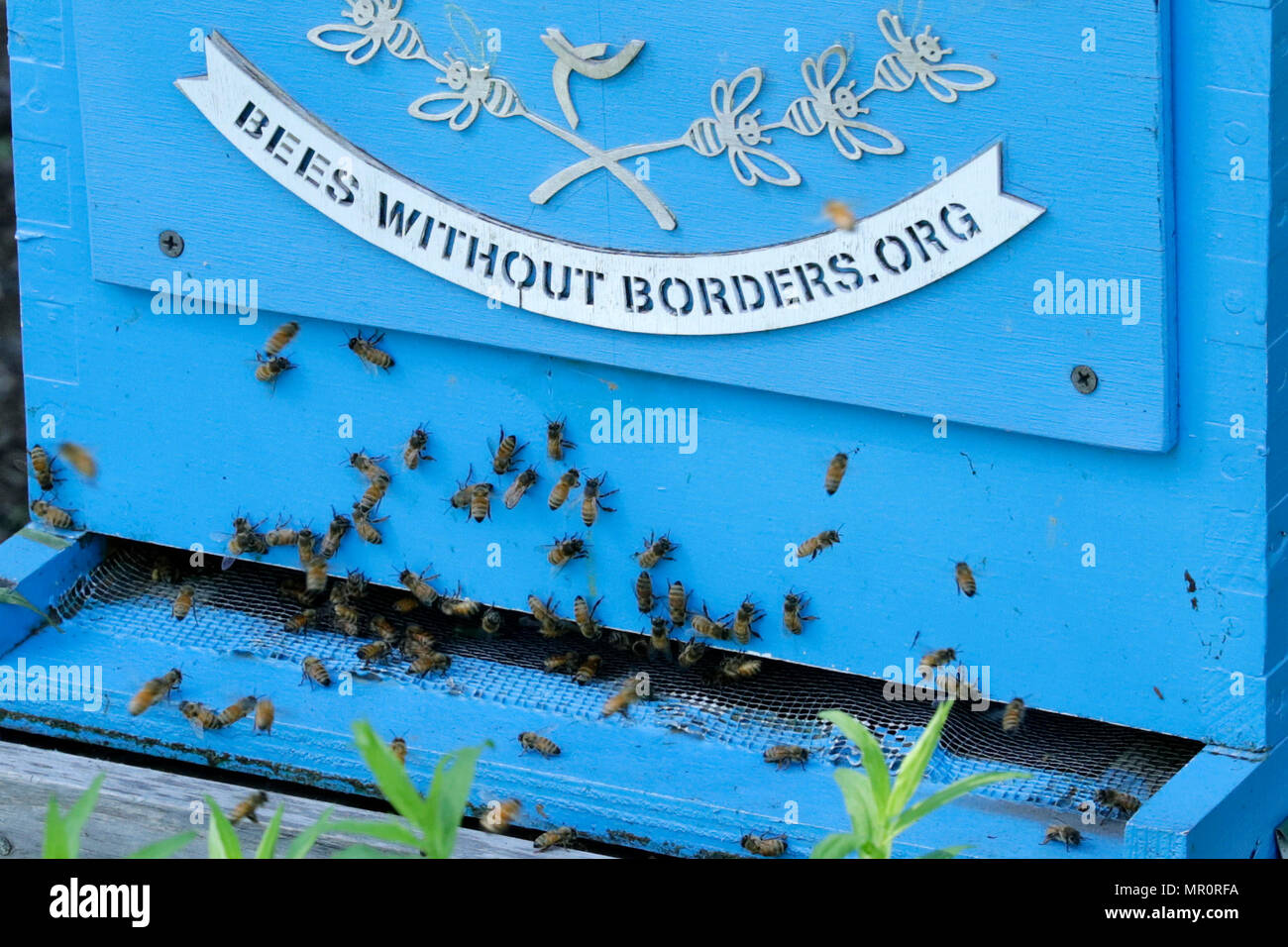 World bee day hi-res stock photography and images - Alamy