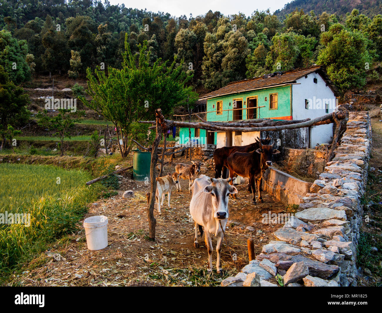 Kala Agar Village on Kumaon Hills. Jim Corbett shot the Chowgarh ...