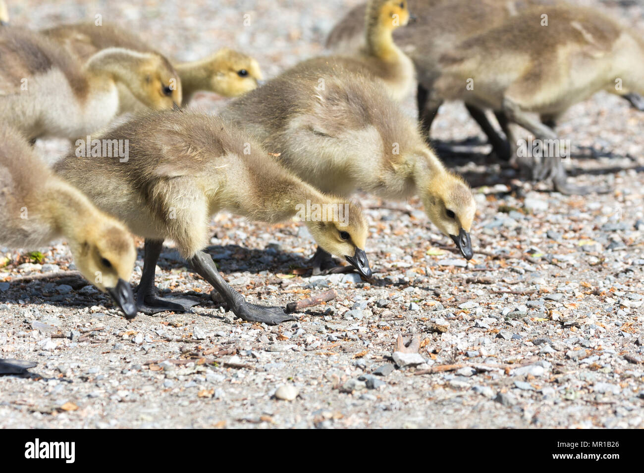 Canada geese fluffy baby bird hi-res stock photography and images - Alamy