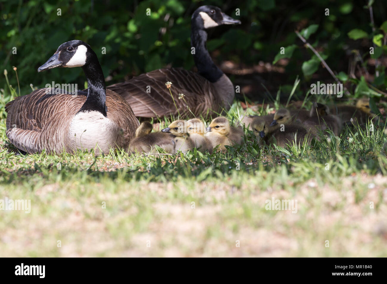 Young baby goose hi-res stock photography and images - Alamy