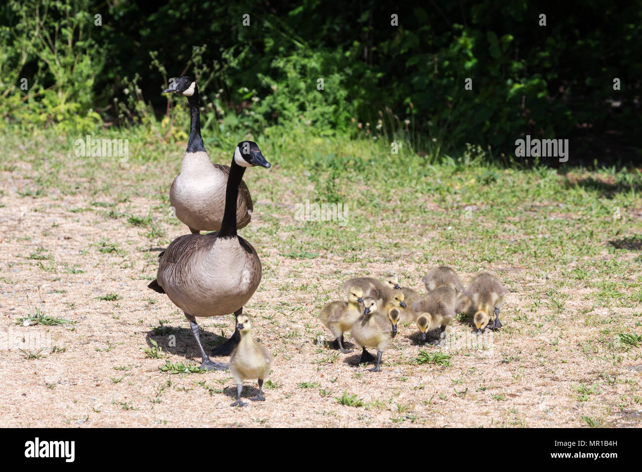 Canada geese fluffy baby bird hi-res stock photography and images - Alamy
