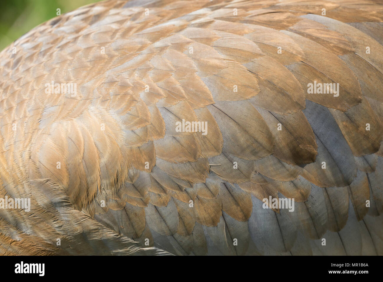 sandhill crane feather Stock Photo - Alamy