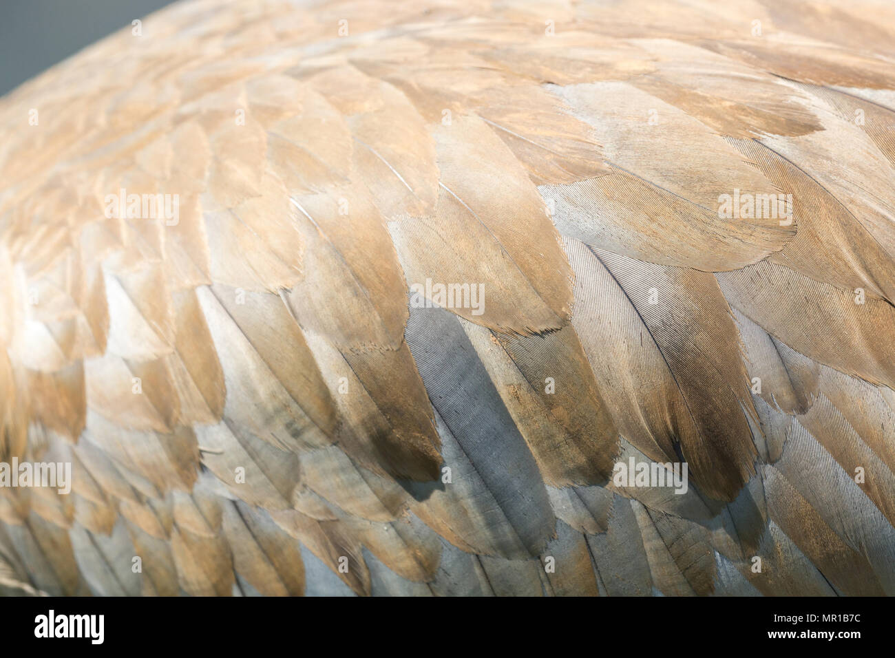 Sandhill crane feather close up shot for background Stock Photo - Alamy