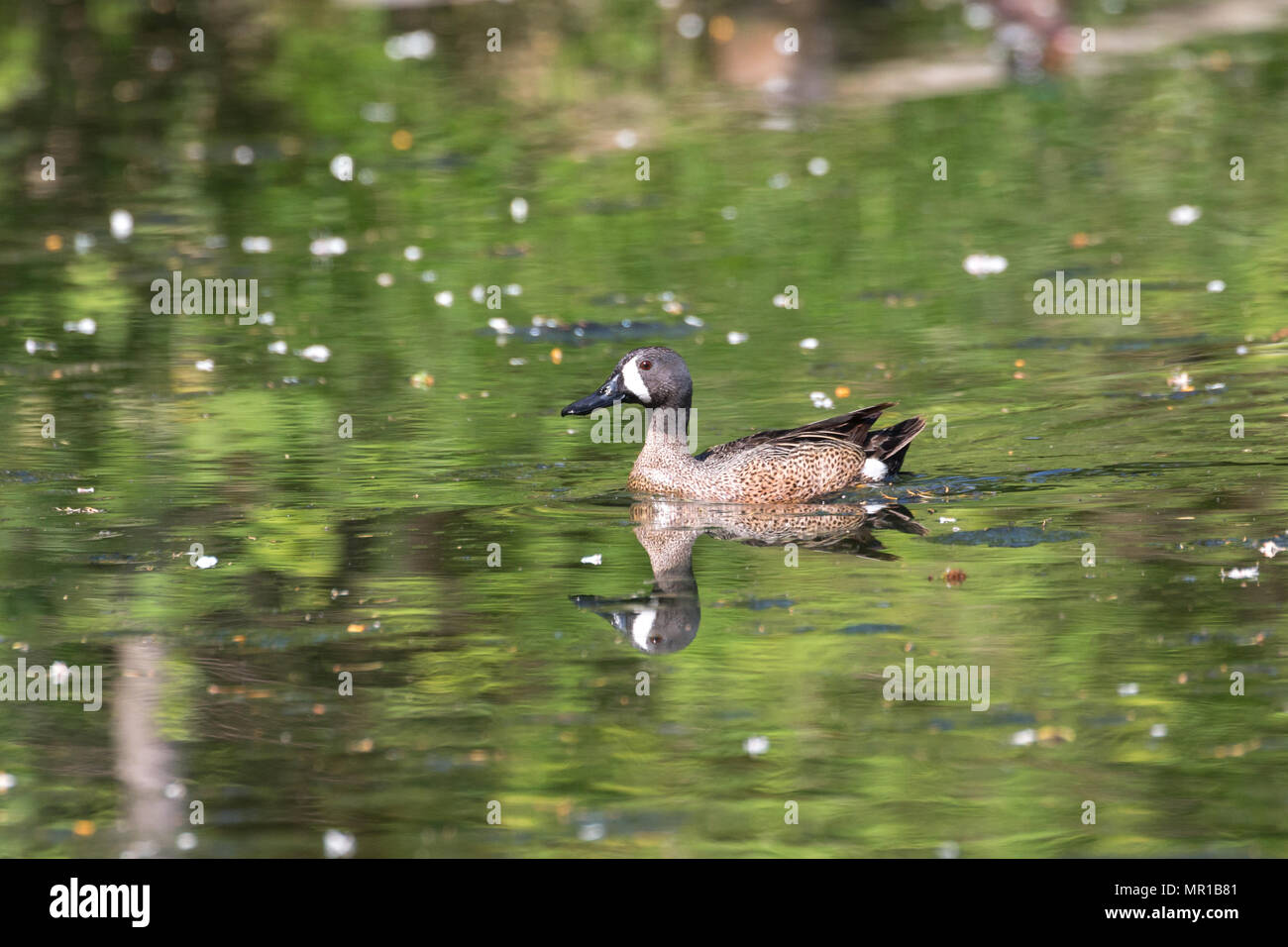 Blue winged teal at Vancouver BC Canada Stock Photo - Alamy
