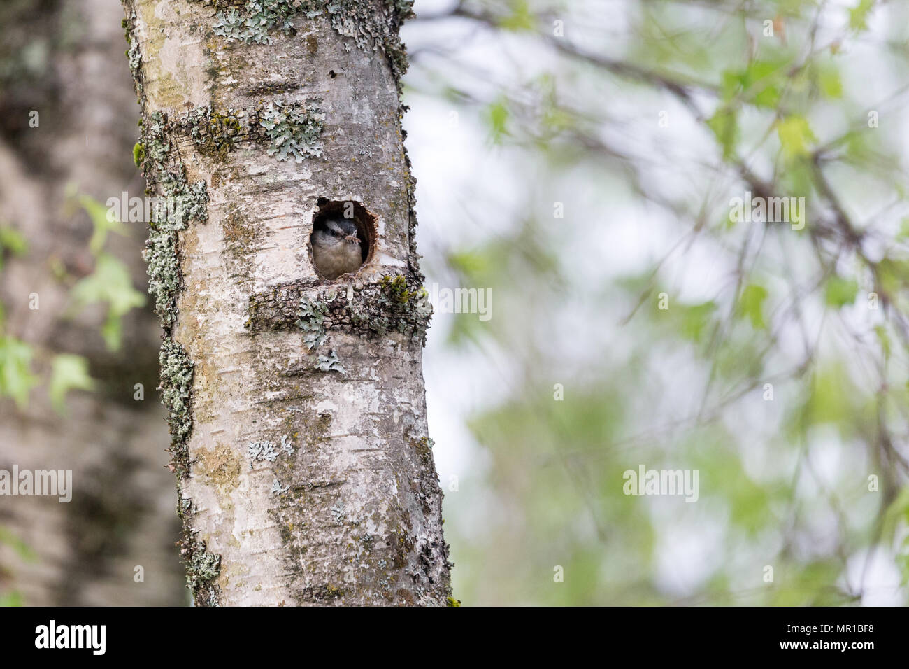 Red breasted nuthatch nest hole at BC Canada Stock Photo - Alamy