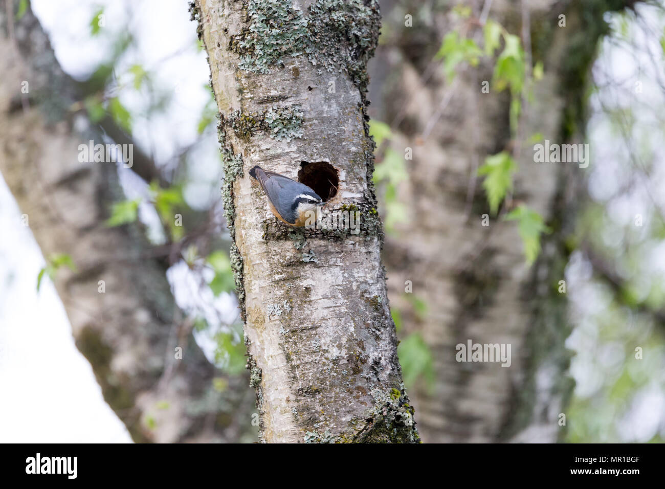 Red breasted nuthatch nest hole at BC Canada Stock Photo - Alamy