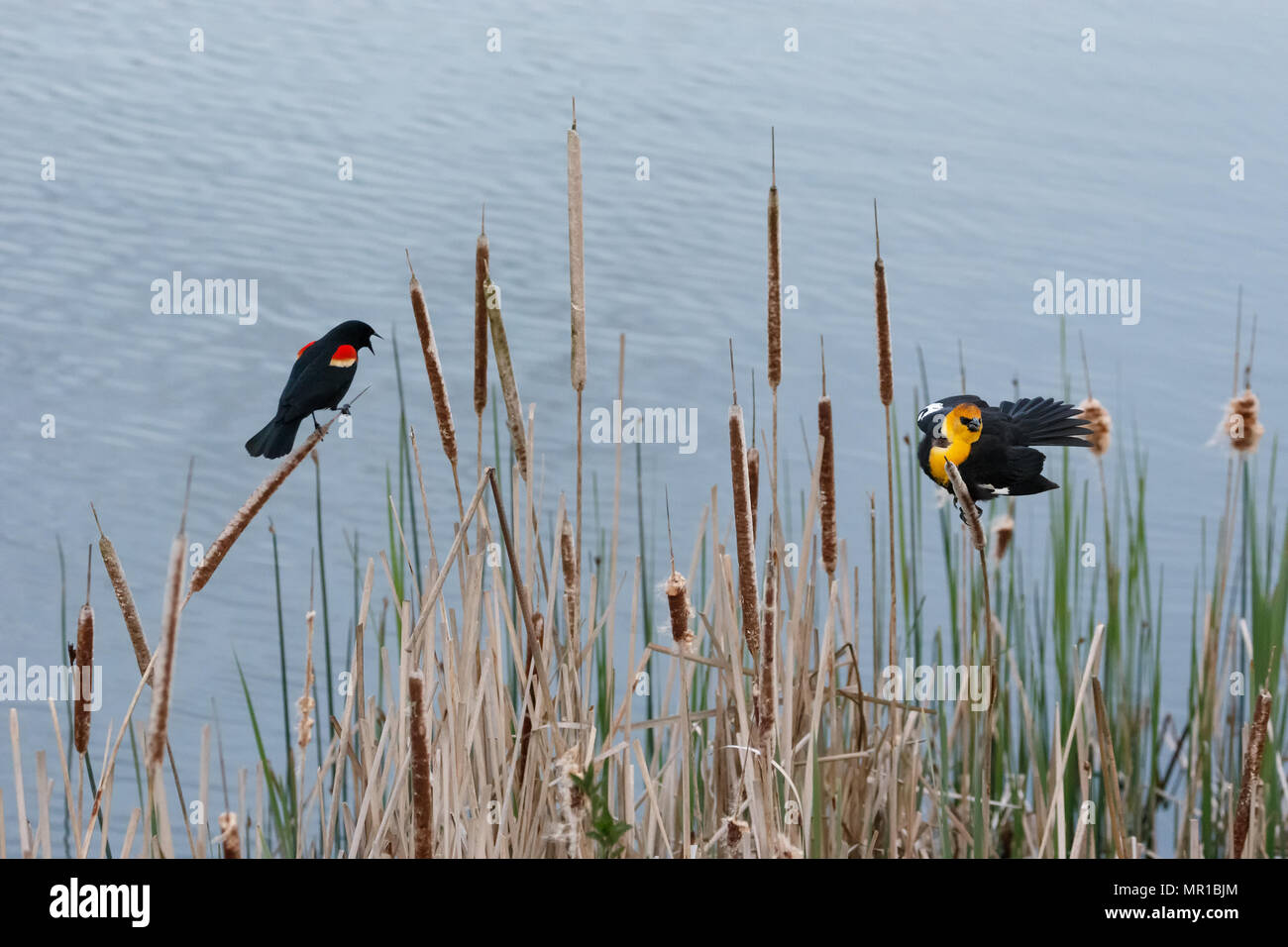 Yellow headed Blackbird and red winged blackbird fight for territory at ...