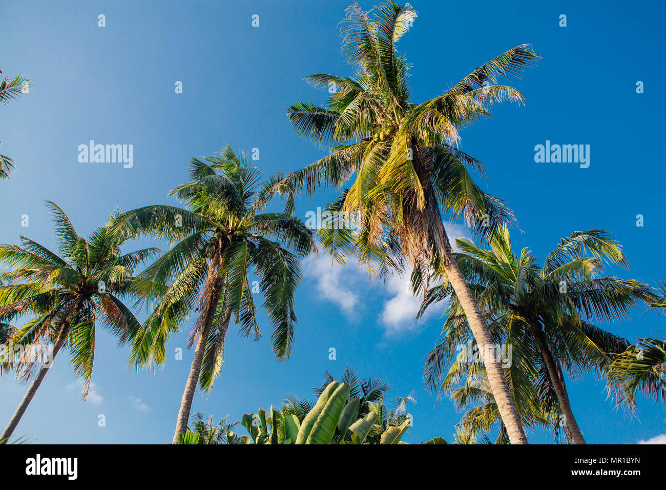Coconut palm trees on the tropical beach Stock Photo - Alamy