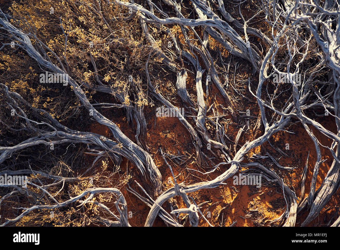 Dead or Dying Roots in Sedona, Arizona Stock Photo - Alamy