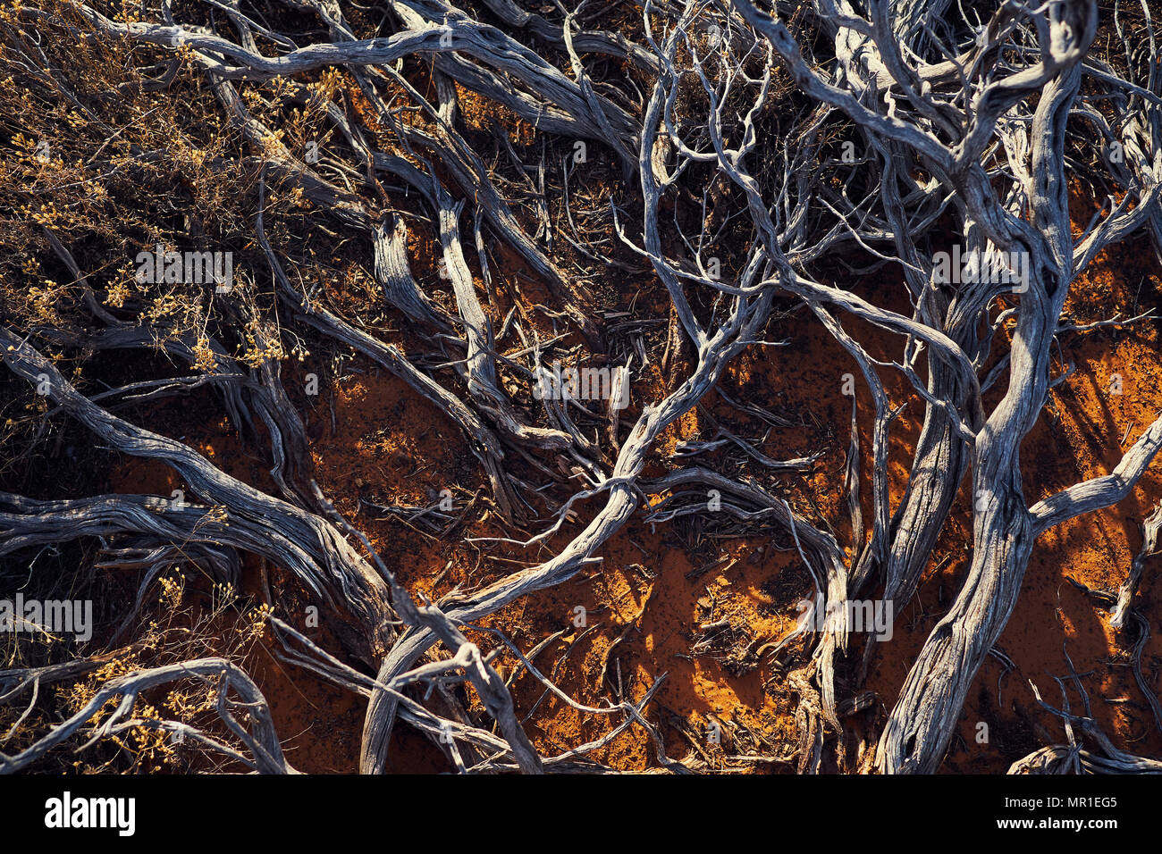 Dead or Dying Roots in Sedona, Arizona Stock Photo - Alamy