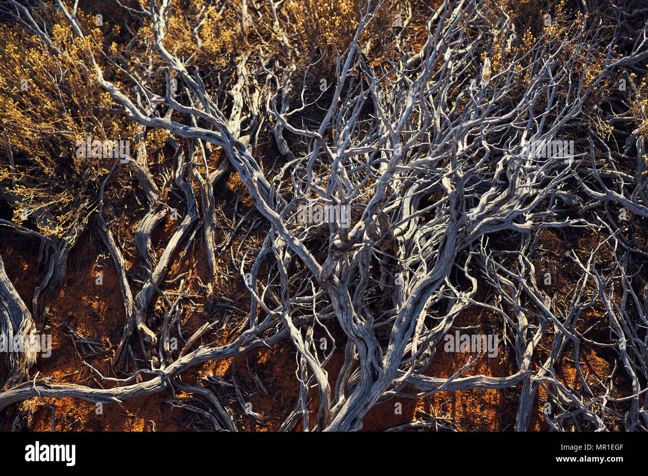 Dead Roots High Resolution Stock Photography and Images - Alamy