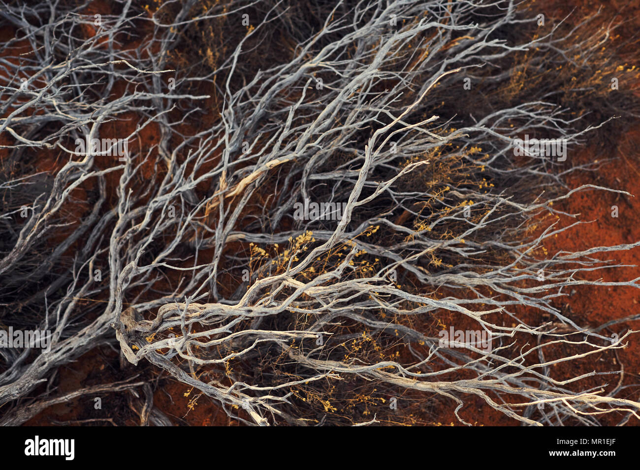 Dead roots hi-res stock photography and images - Alamy