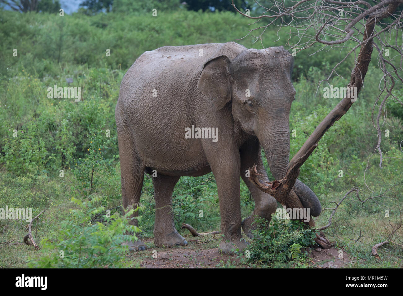 Photo of an elephant in its natural habitat Stock Photo - Alamy