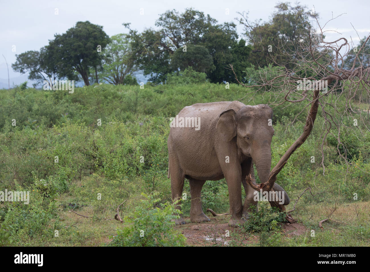 Photo of an elephant in its natural habitat Stock Photo - Alamy