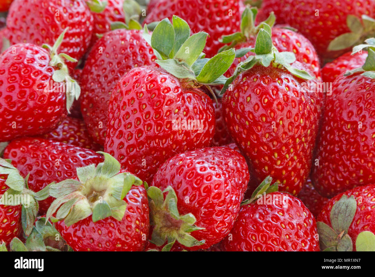 heap of red ripe strawberry Stock Photo - Alamy