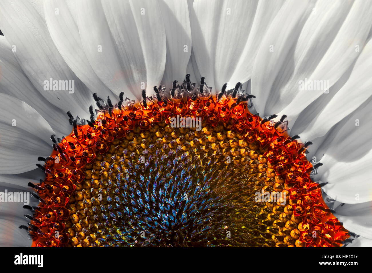 A closeup section of a sunflower Stock Photo - Alamy