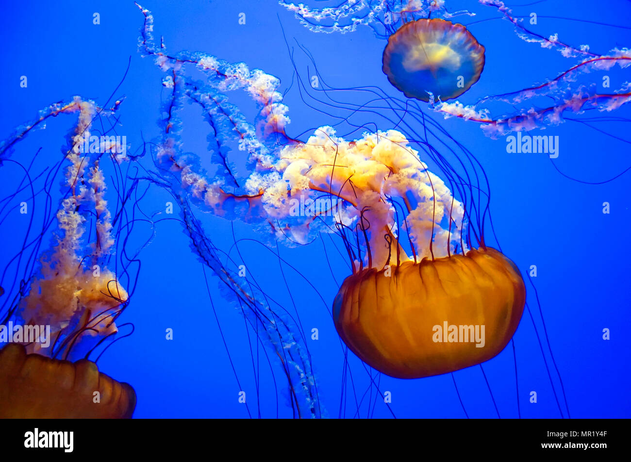Purple Striped Jellyfish (Chrysaora colorata Stock Photo - Alamy