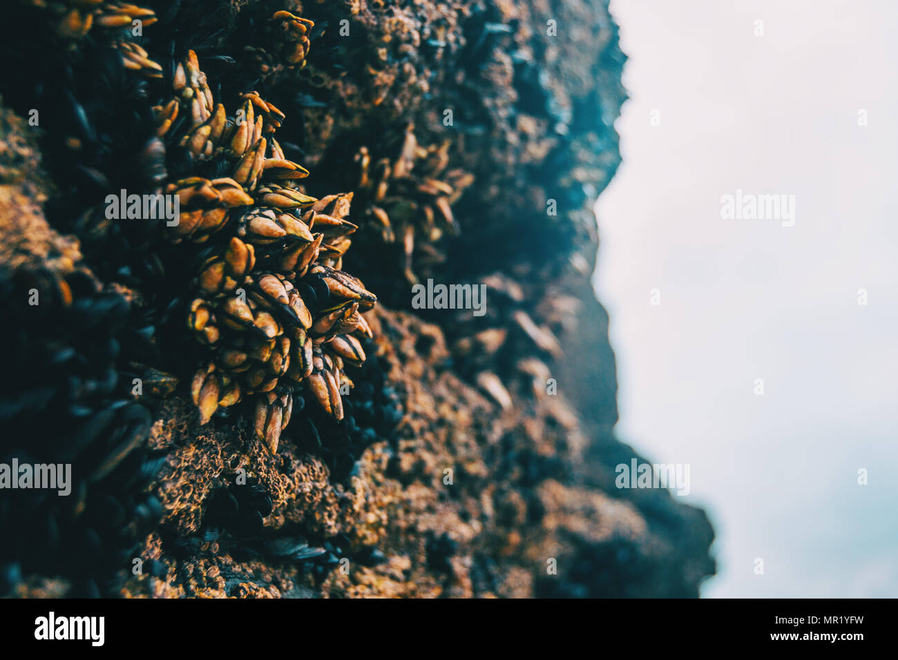 Galician gooseneck barnacles hi-res stock photography and images - Alamy