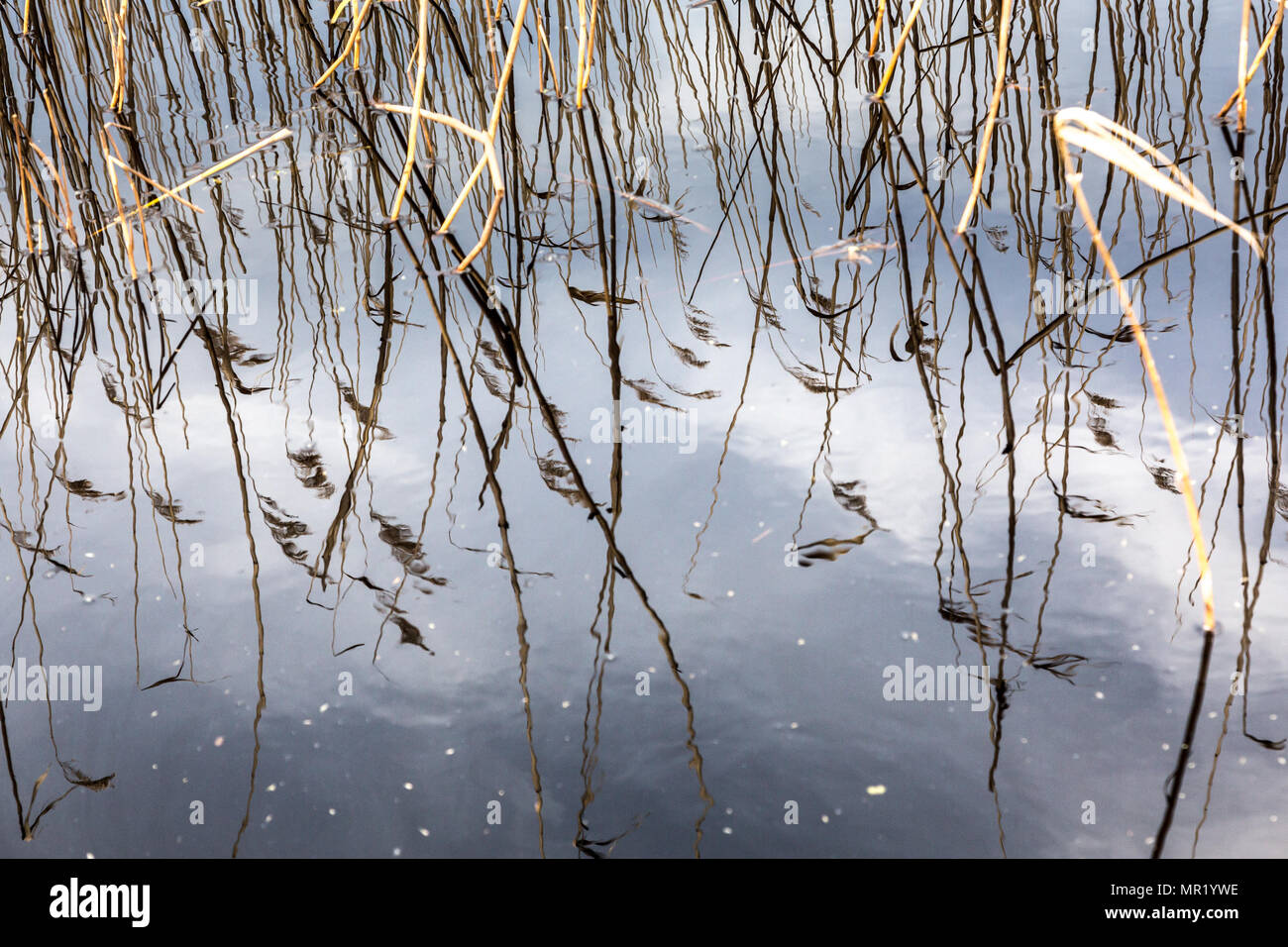 Water cane hi-res stock photography and images - Alamy