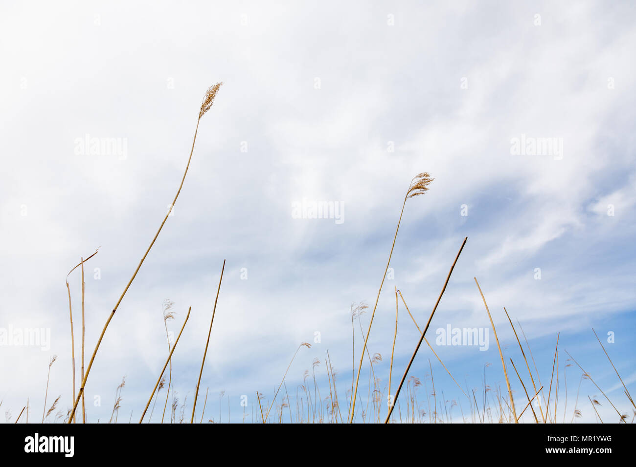 Cane dry hi-res stock photography and images - Alamy