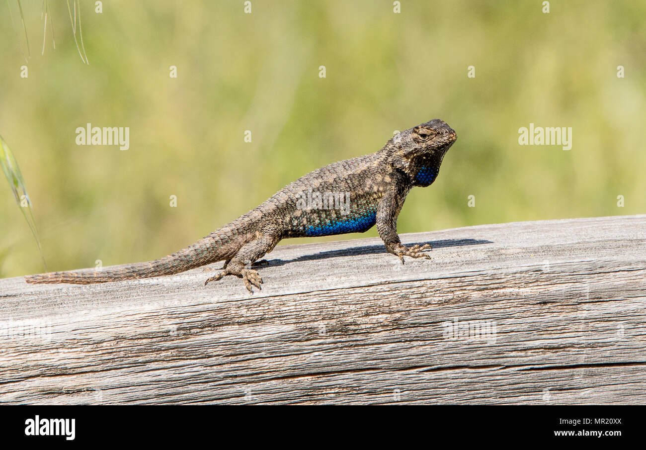 A male western fence lizard displays his blue belly for territorial ...