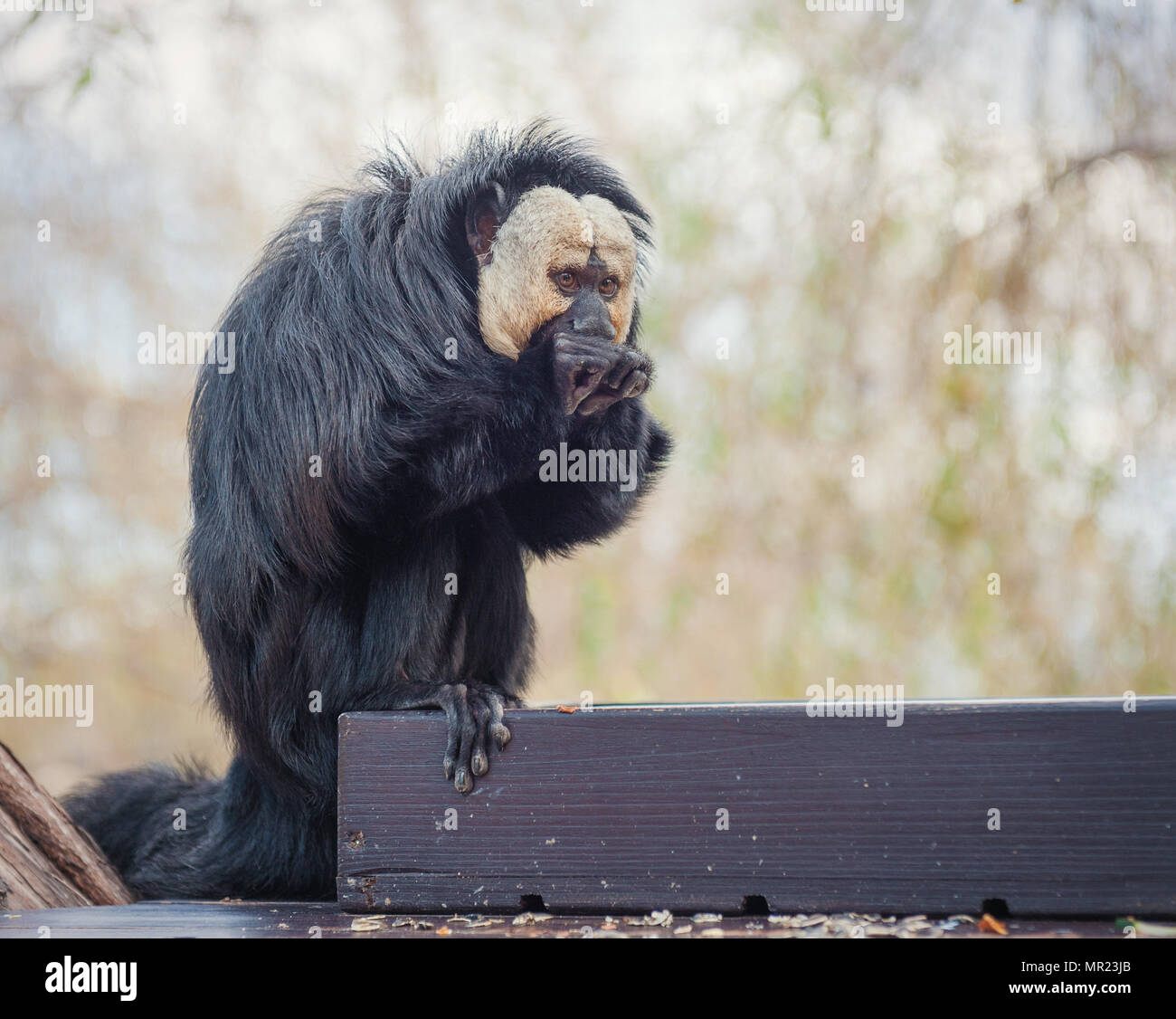 Sad monkey look attention hi-res stock photography and images - Alamy