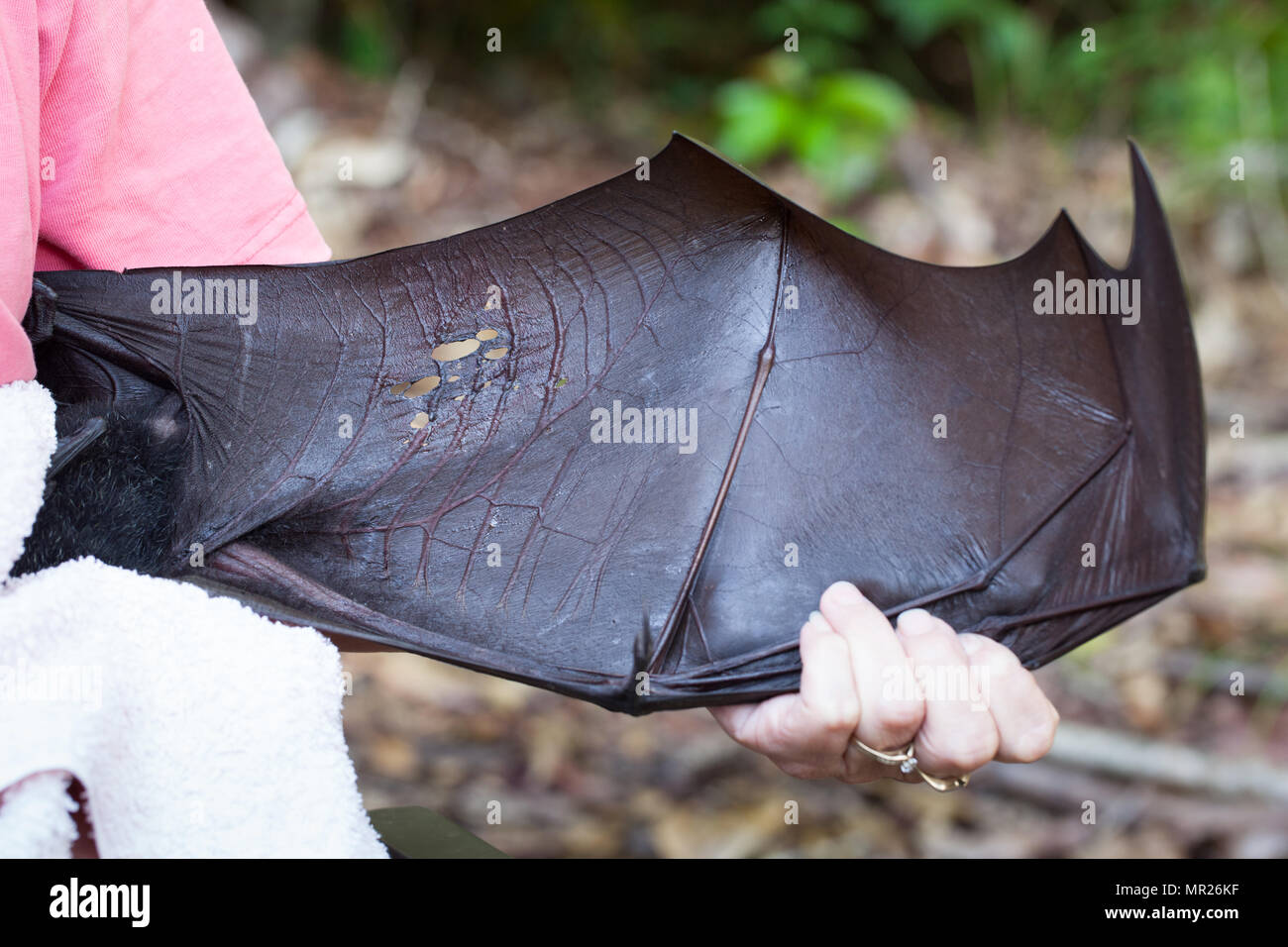 Barbed wire entanglement hi-res stock photography and images - Alamy