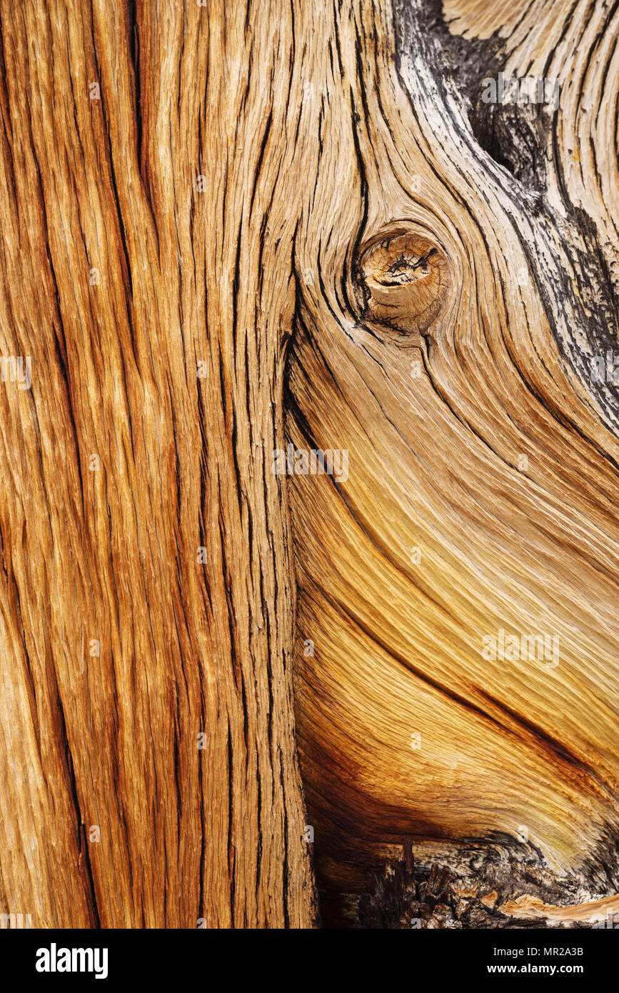 Split tree trunk hi-res stock photography and images - Alamy