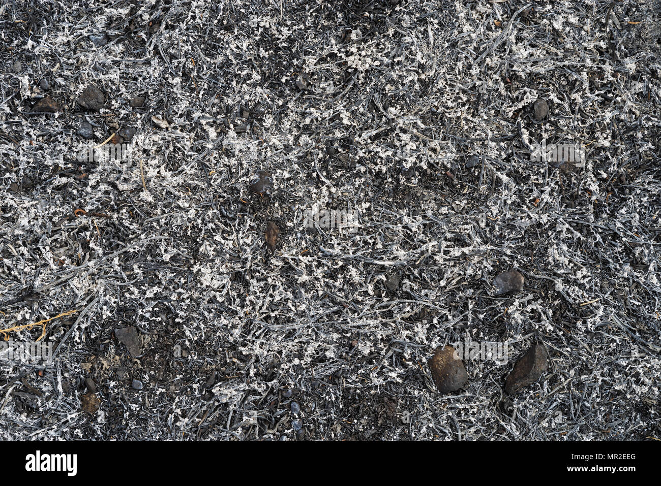 charred ground with ashes, burned grass, and scorched rocks after a ...