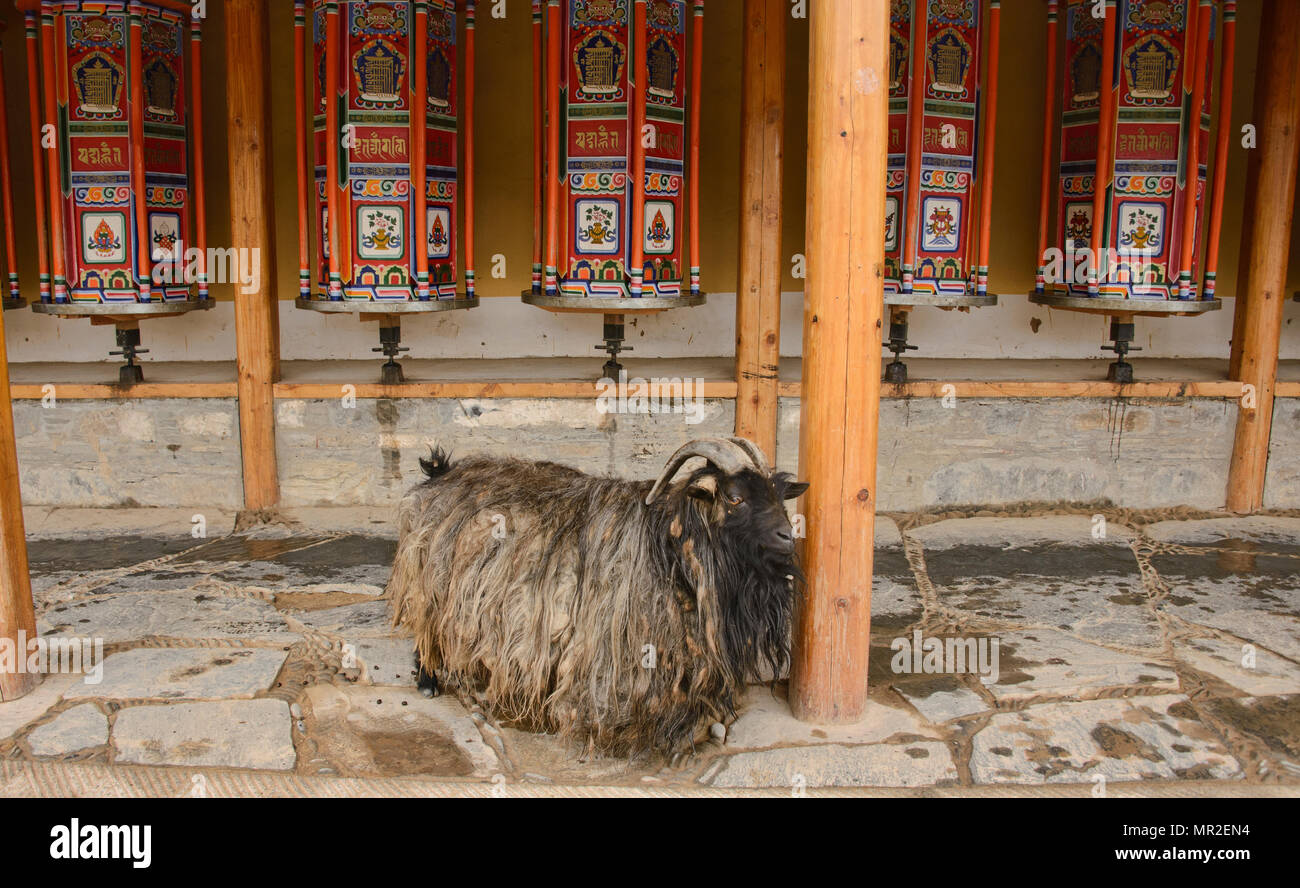 Tibetan goat hi-res stock photography and images - Alamy