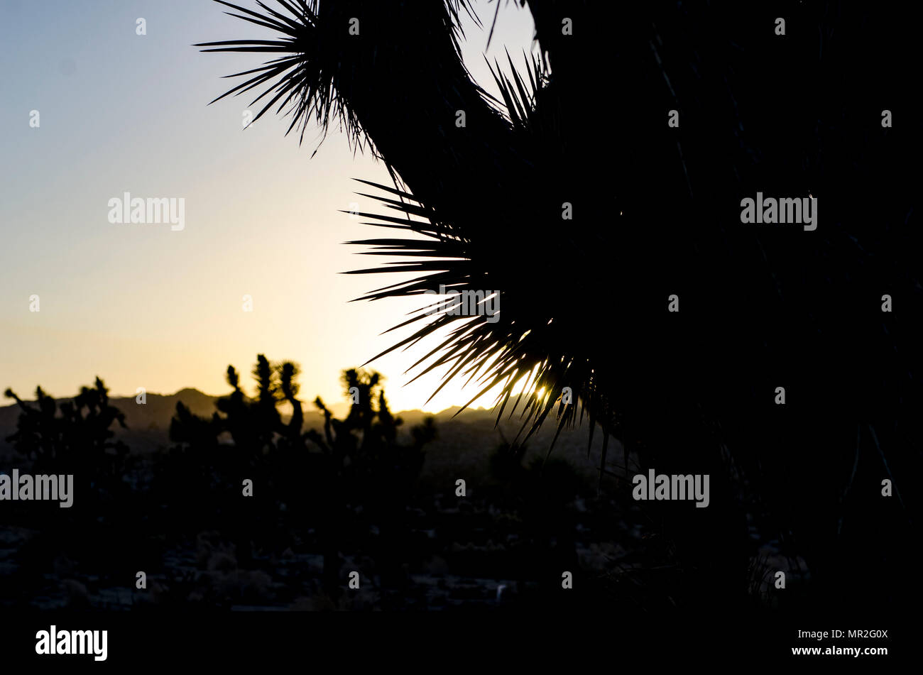 Joshua Tree Sunset Stock Photo - Alamy