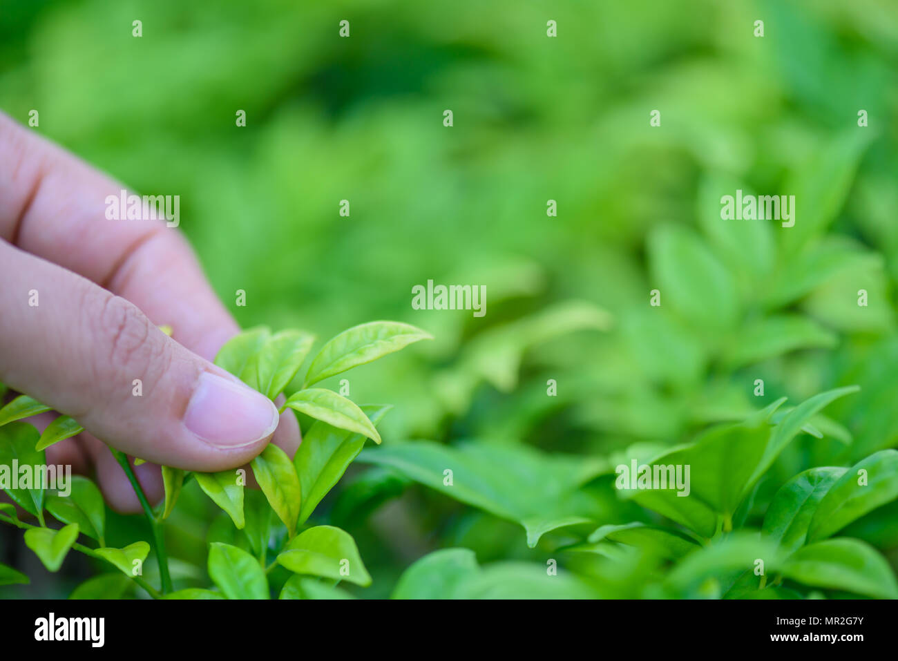 Female hand holding green hi-res stock photography and images - Alamy