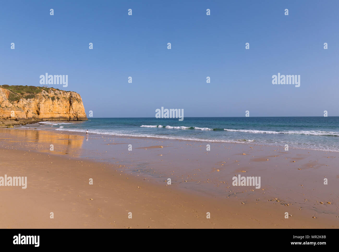 Sea shells in portugal hi-res stock photography and images - Alamy
