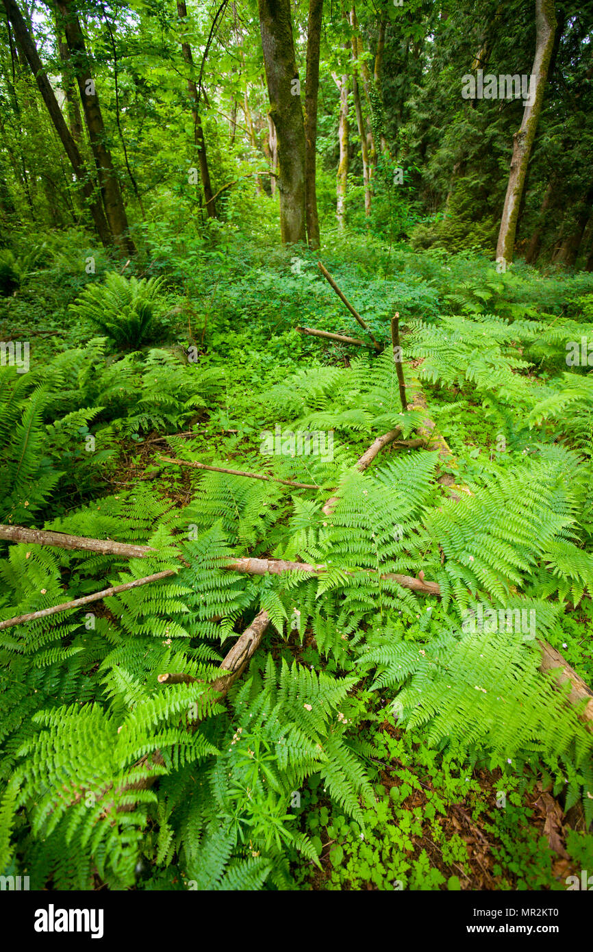 Temperate rainforest woodland trees hi-res stock photography and images ...