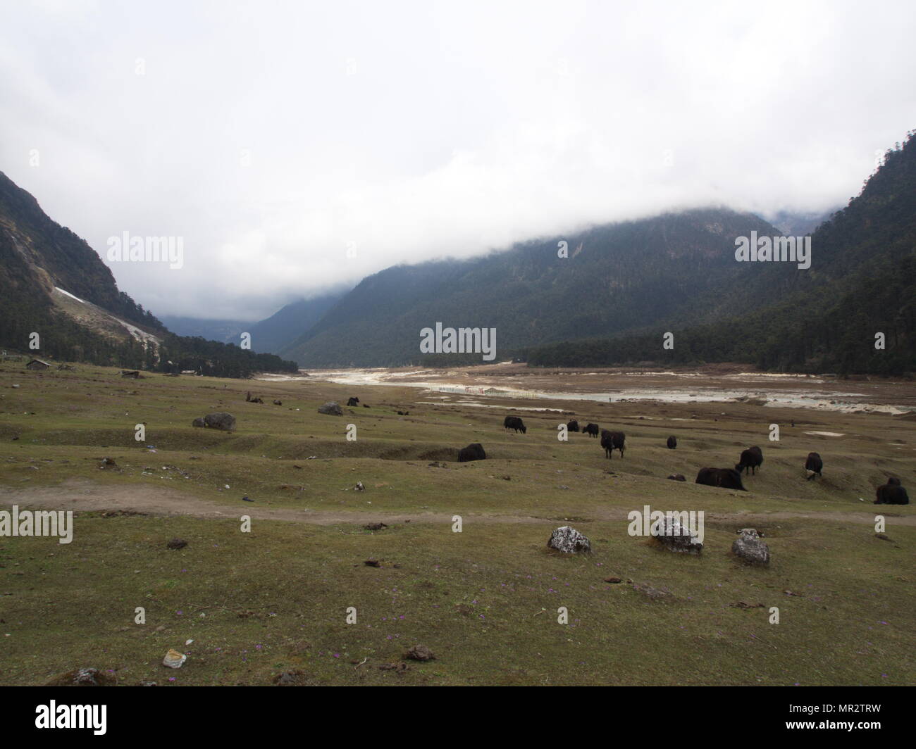 Yumthang sikkim hi-res stock photography and images - Alamy