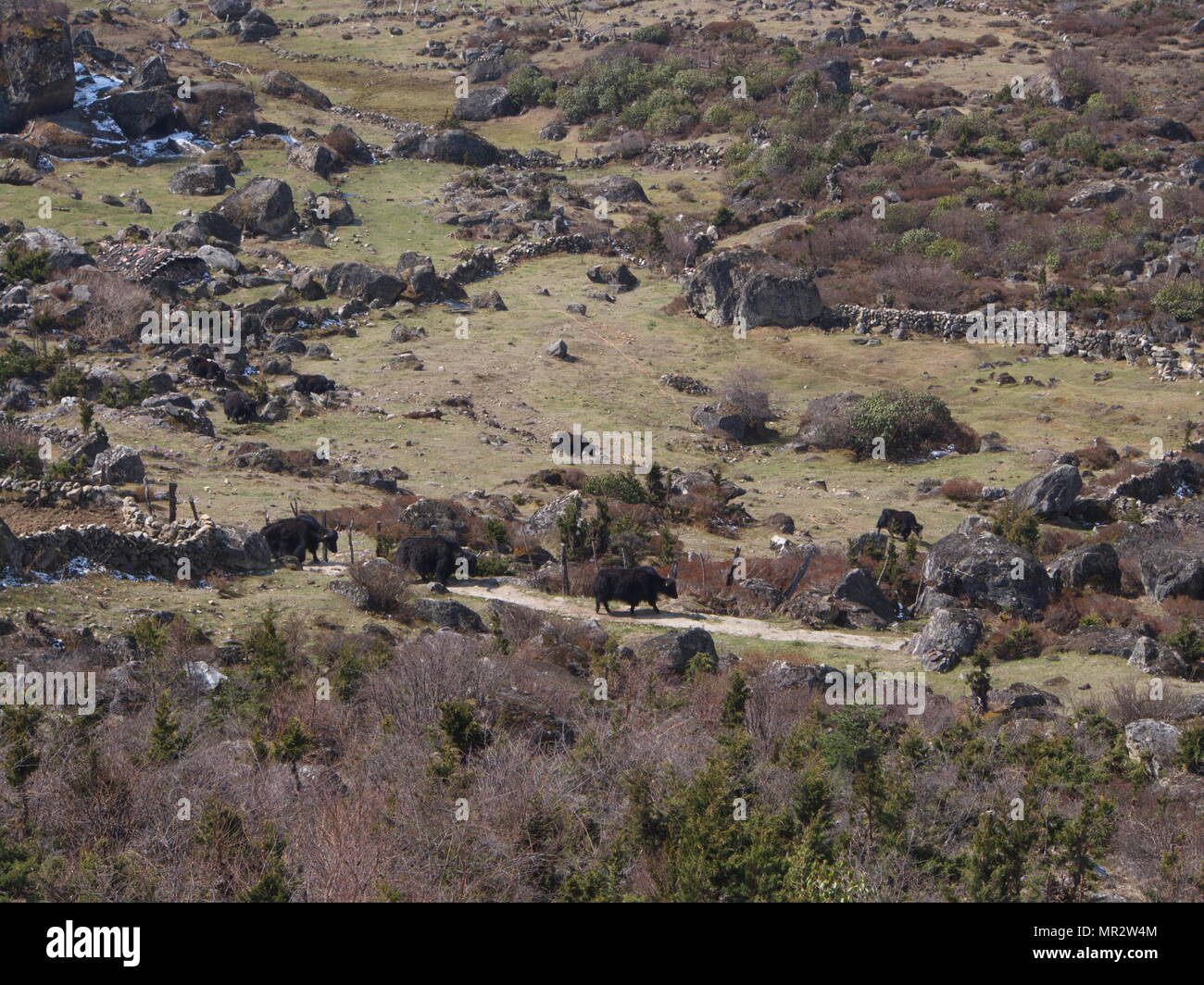 Road Trip to Yumthang Valley ,Sikkim INDIA , 15th APRIL 2013. Yumthang ...