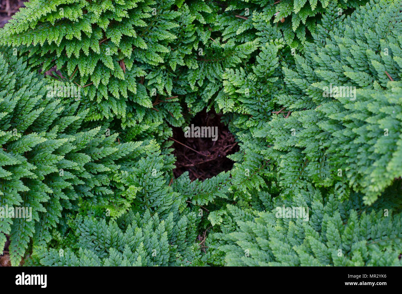 Soft shield fern - Polystichum Setiferum. Plumosum Densum in botanical ...