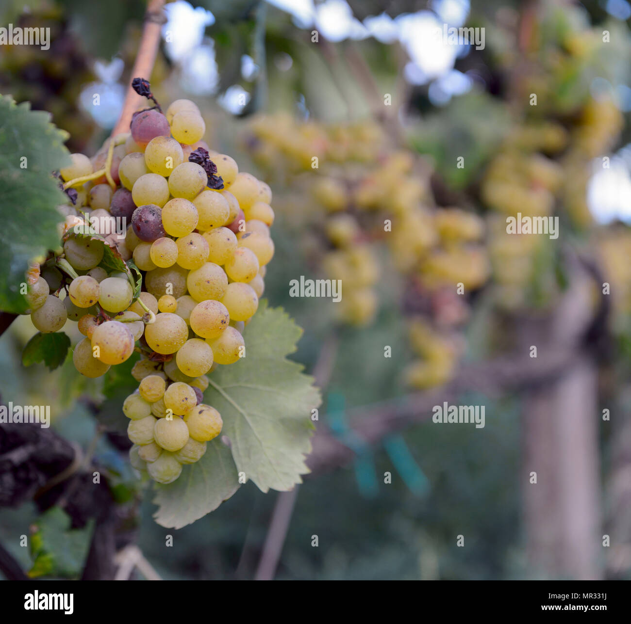 muscat grapes on the vineyard Stock Photo - Alamy