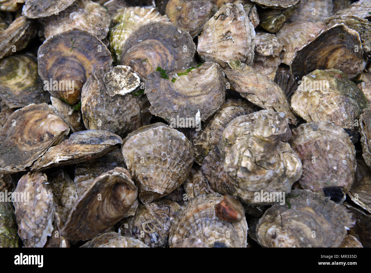Closed oysters hi-res stock photography and images - Alamy