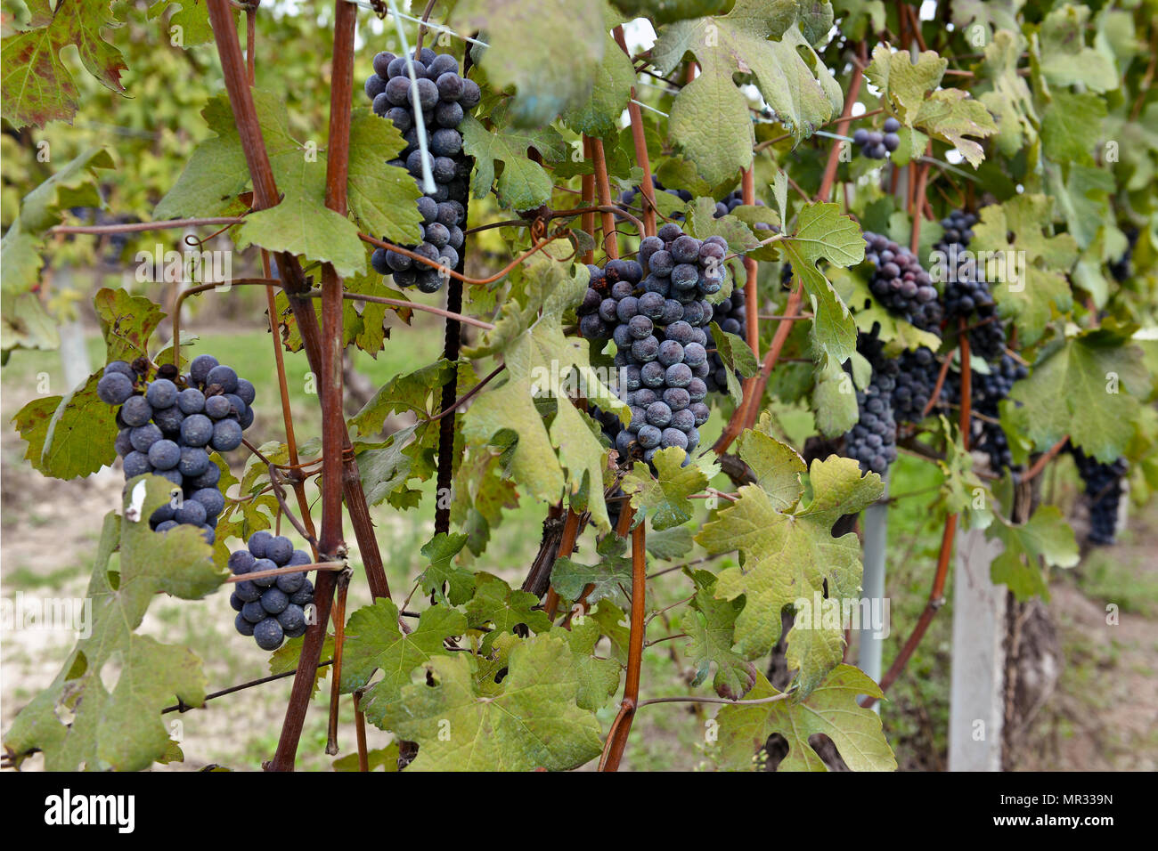 merlot grapes on the vine Stock Photo - Alamy