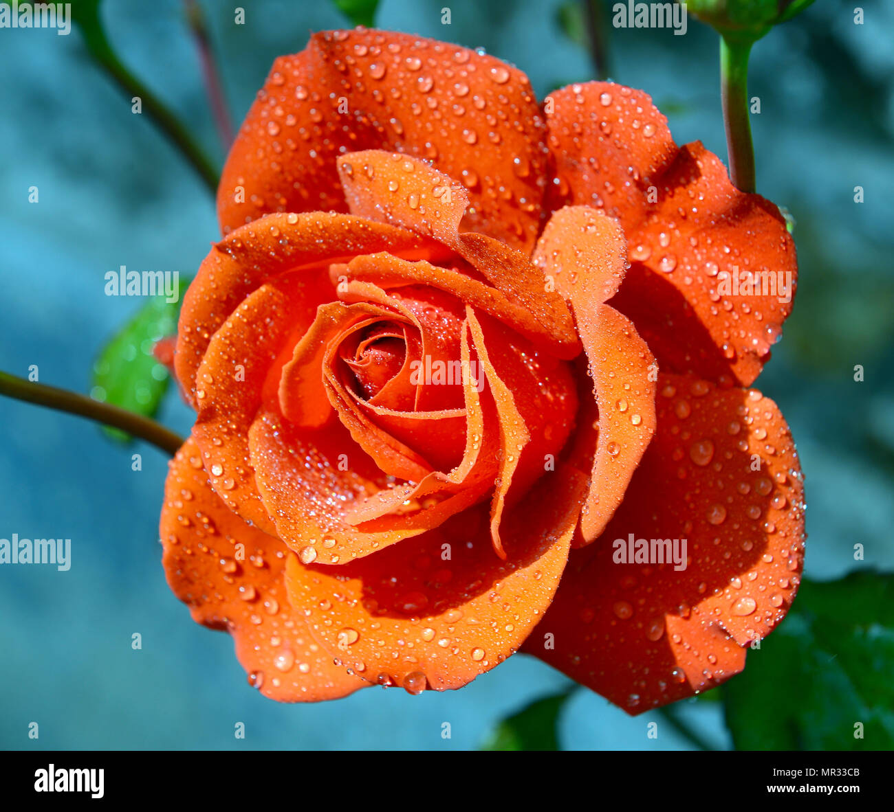 Red rose with drops Stock Photo - Alamy